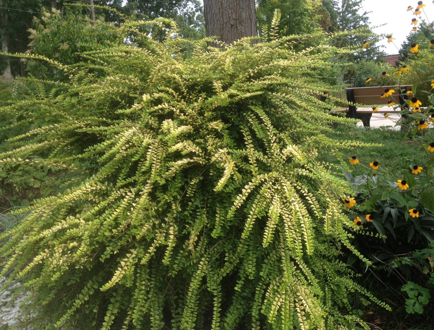 The Linwood Arboretum – Linwood Arboretum featuring uncommon trees and ...