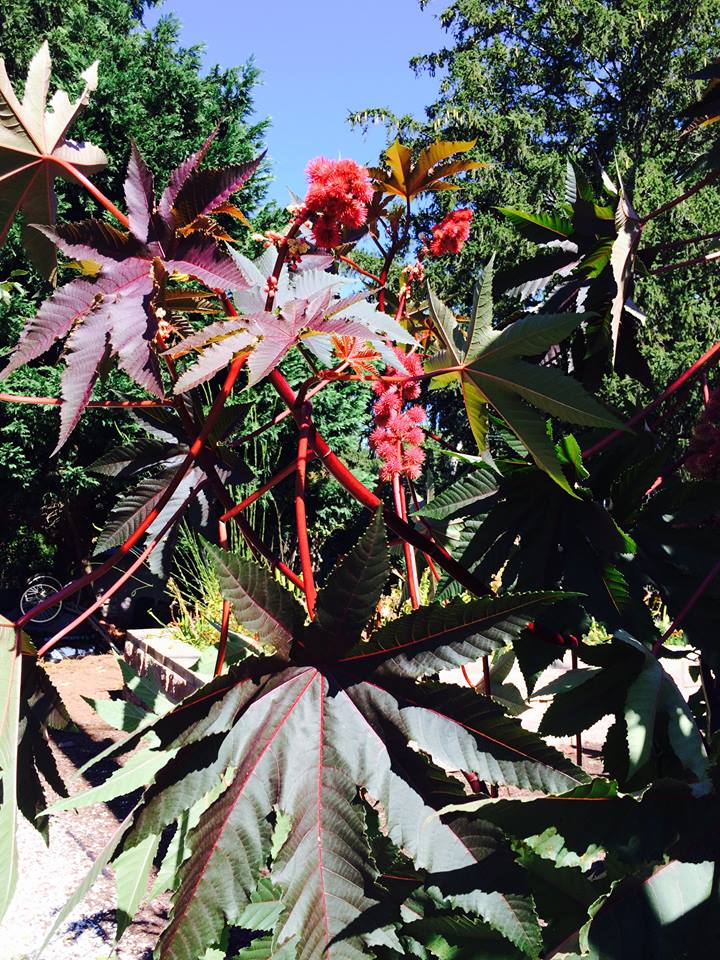 The Linwood Arboretum – Linwood Arboretum featuring uncommon trees and ...