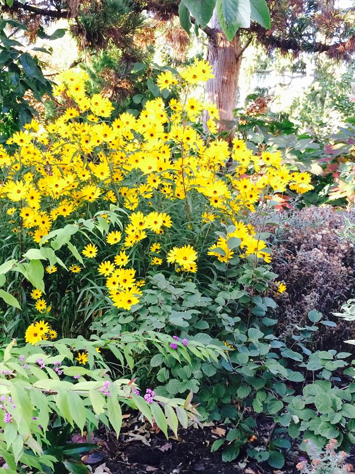 The Linwood Arboretum – Linwood Arboretum featuring uncommon trees and ...