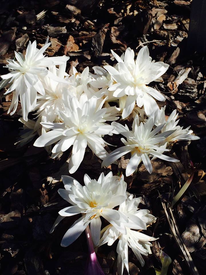 The Linwood Arboretum – Linwood Arboretum featuring uncommon trees and ...