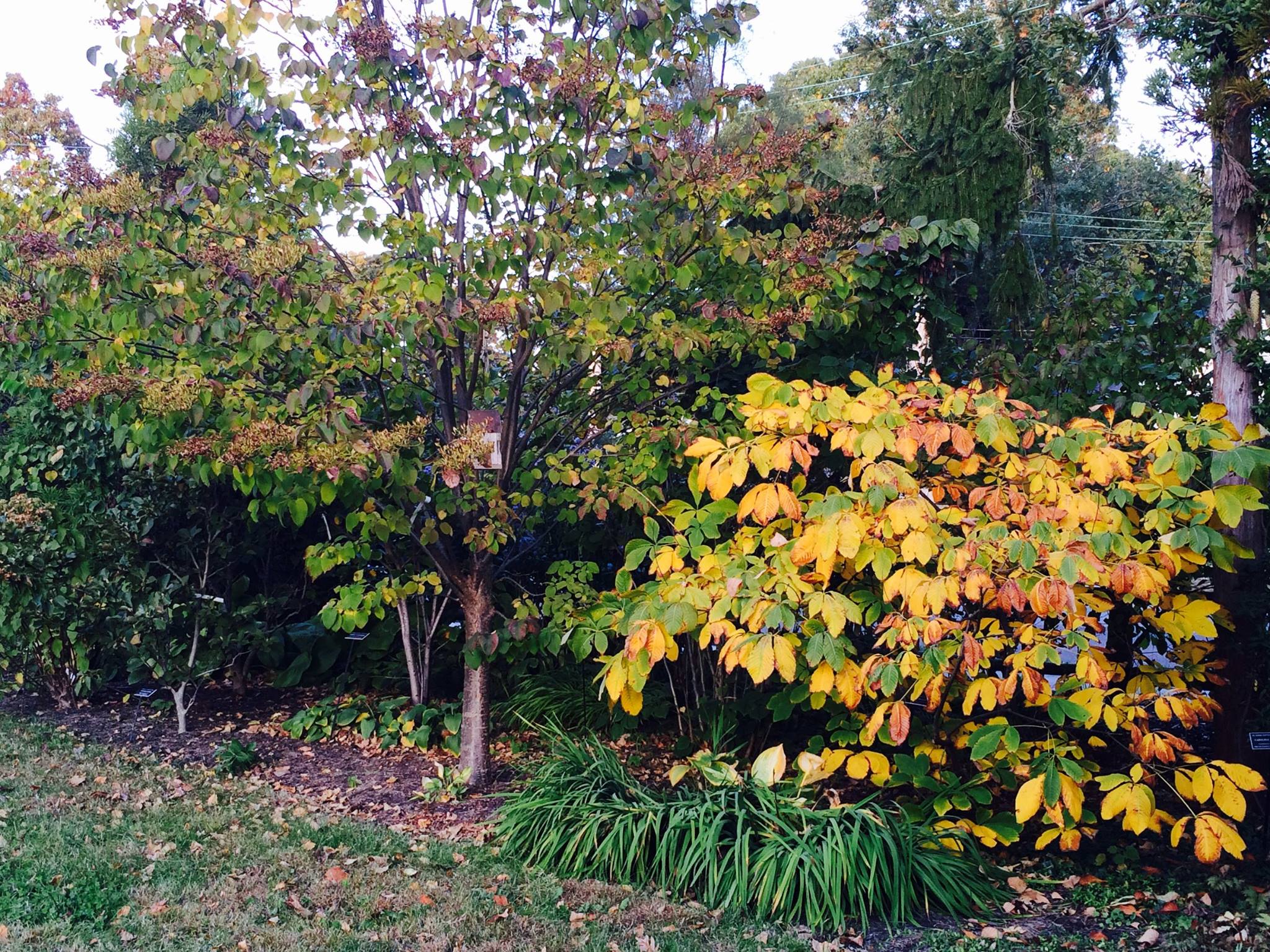 The Linwood Arboretum – Linwood Arboretum featuring uncommon trees and ...