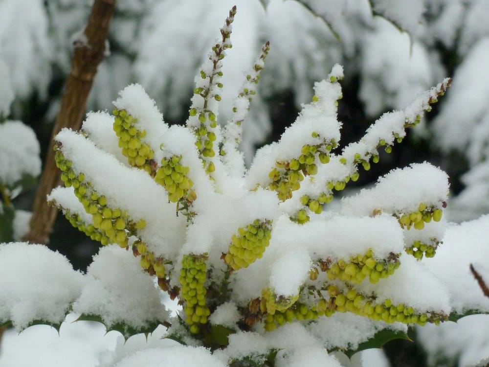 The Linwood Arboretum – Linwood Arboretum featuring uncommon trees and ...