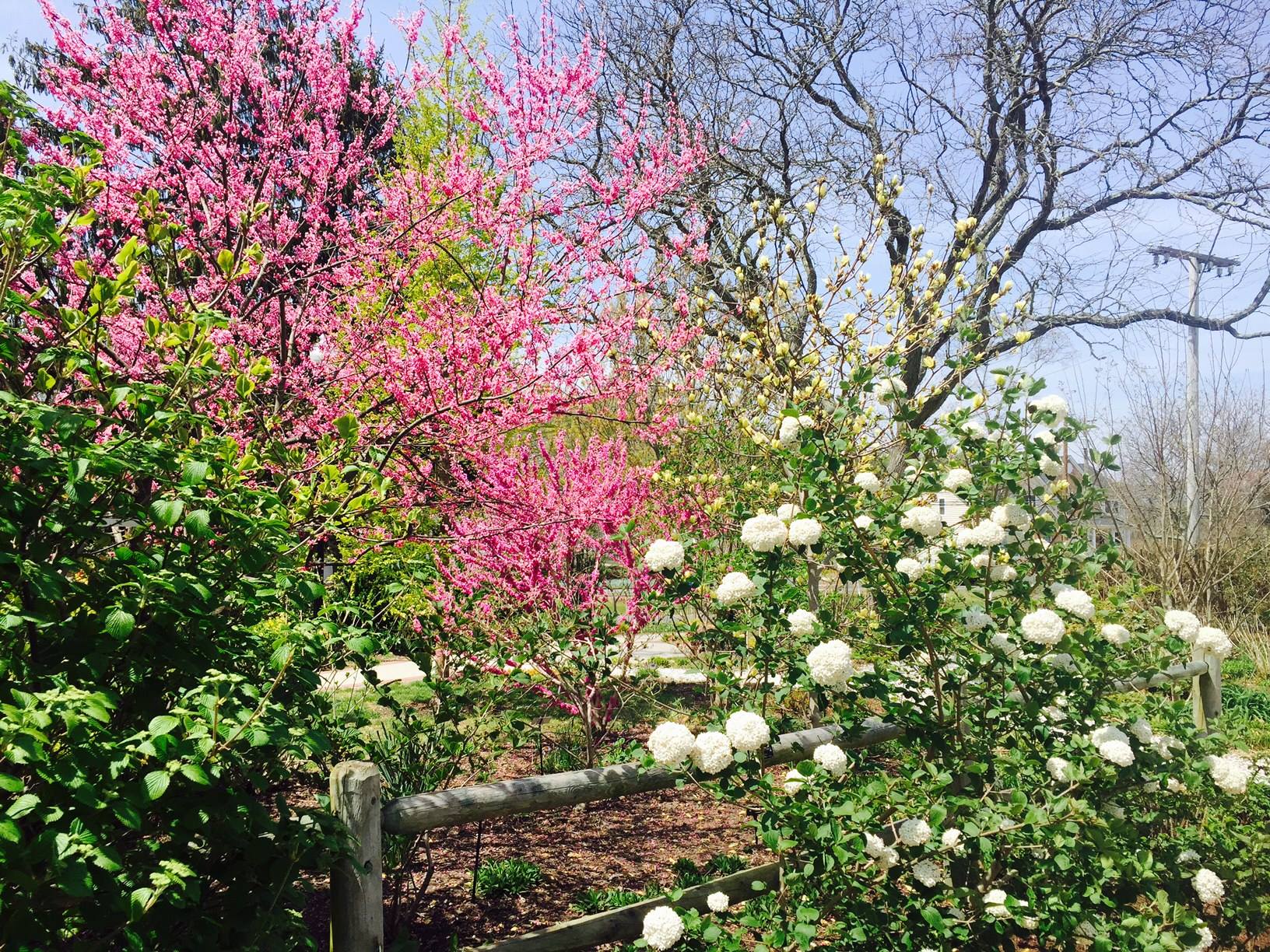 The Linwood Arboretum – Linwood Arboretum featuring uncommon trees and ...