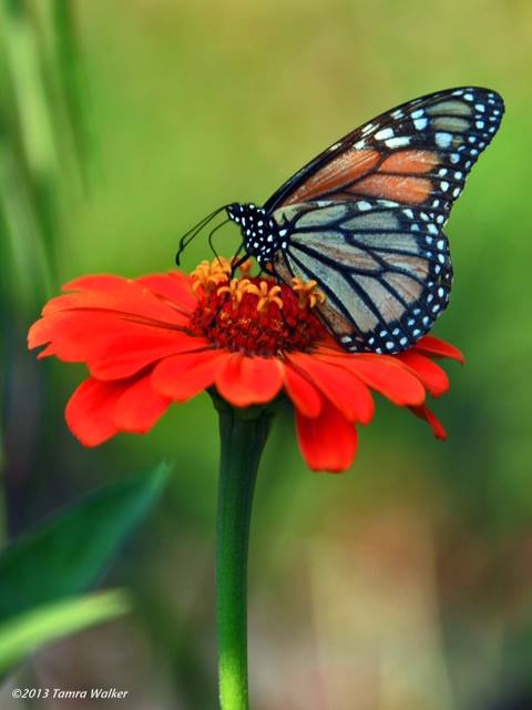 The Linwood Arboretum – Linwood Arboretum featuring uncommon trees and ...