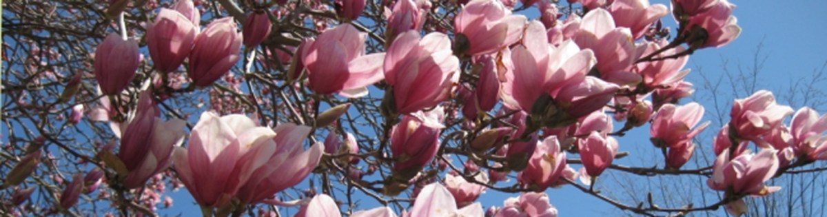 About the Linwood Arboretum – The Linwood Arboretum