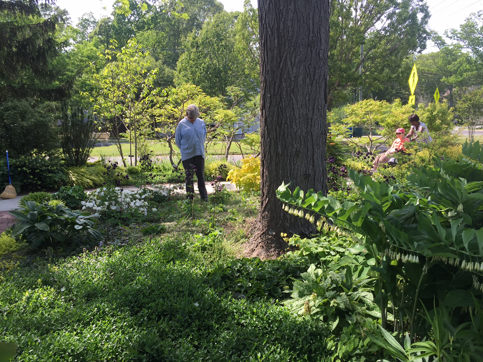 The Linwood Arboretum – Linwood Arboretum featuring uncommon trees and ...
