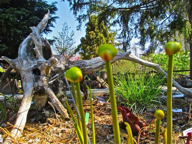 The Linwood Arboretum – Linwood Arboretum featuring uncommon trees and ...